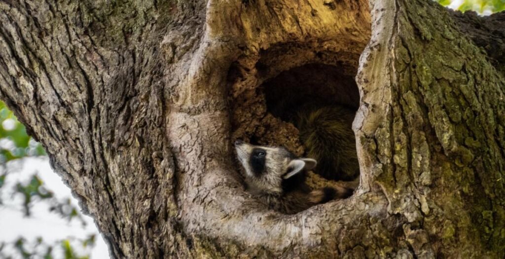 Decoding Raccoon Sounds and what they mean