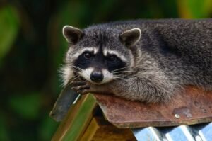 How to Care for a Baby Raccoon: Essential Tips and Guidelines - Raccoon ...