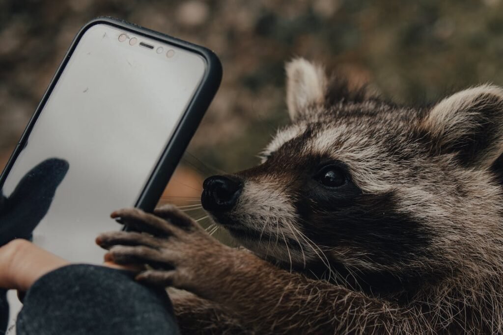What to Do If You Find a Baby Raccoon: A Step-by-Step Guide
