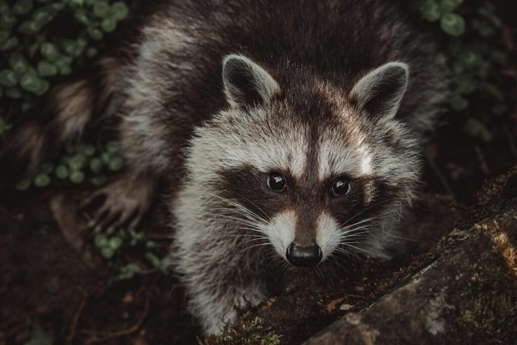 Understanding Raccoon Life Expectancy - Facts and Figures